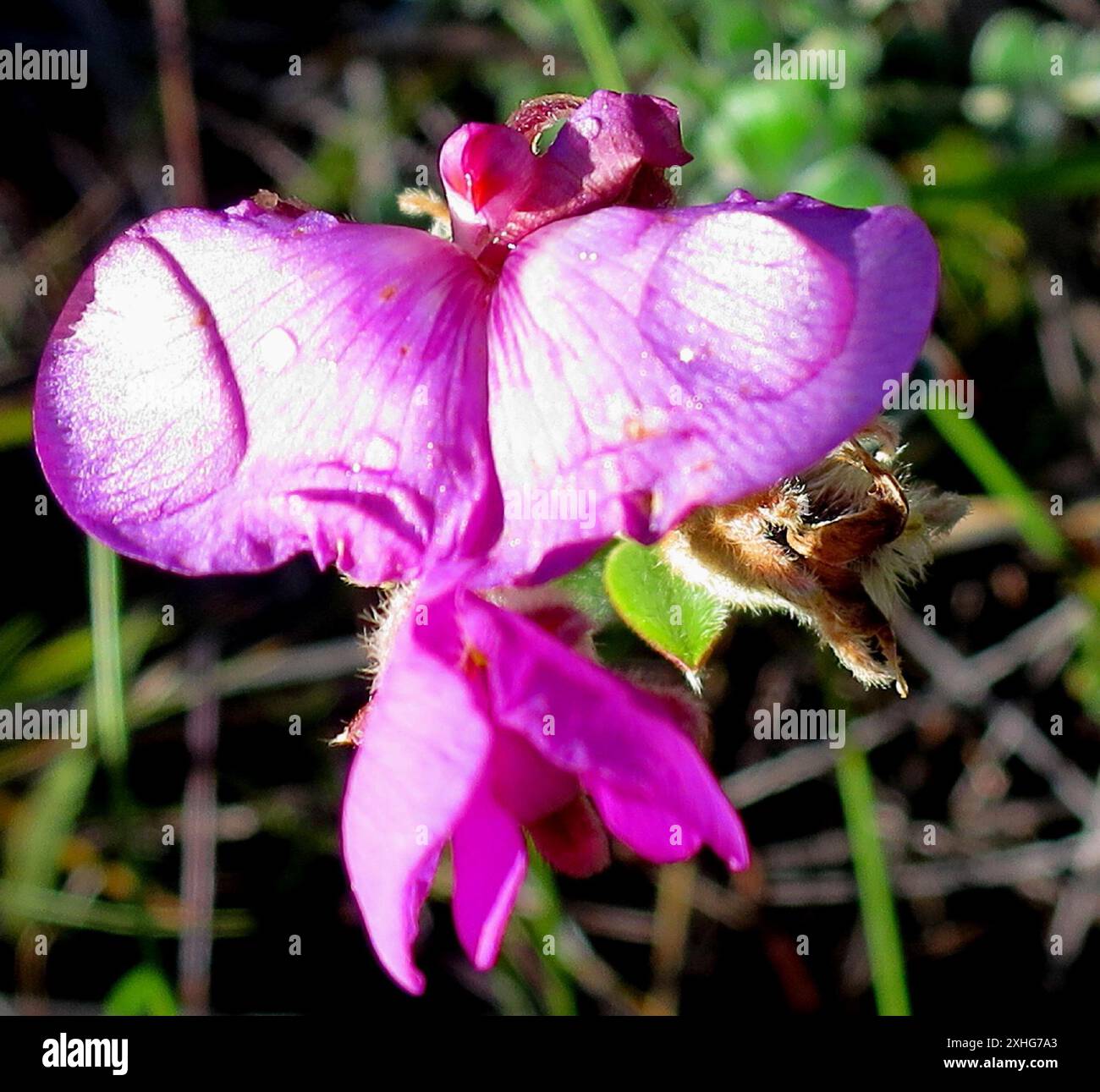 Hairy Capesweetpea (Podalyria burchellii Stock Photo - Alamy