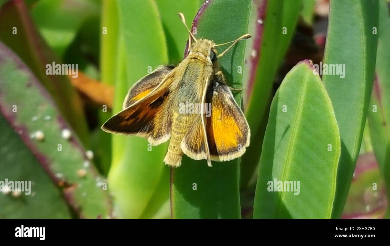 Sandhill Skipper (Polites sabuleti Stock Photo - Alamy