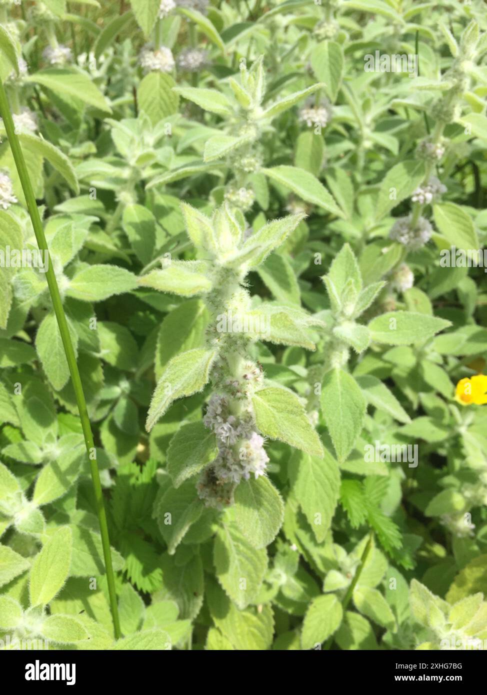 corn mint (Mentha arvensis Stock Photo - Alamy