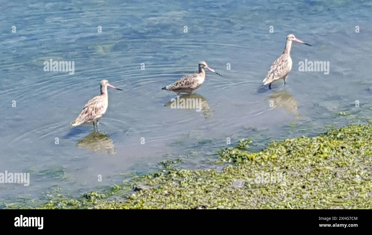 Marbled Godwit (Limosa fedoa Stock Photo - Alamy