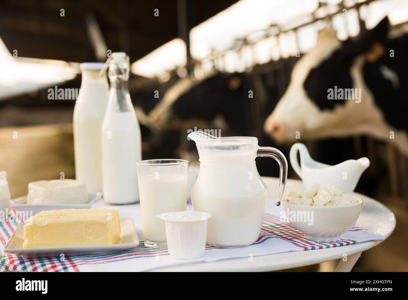 Milk, cottage cheese, cream, cheese on table against background of cows ...