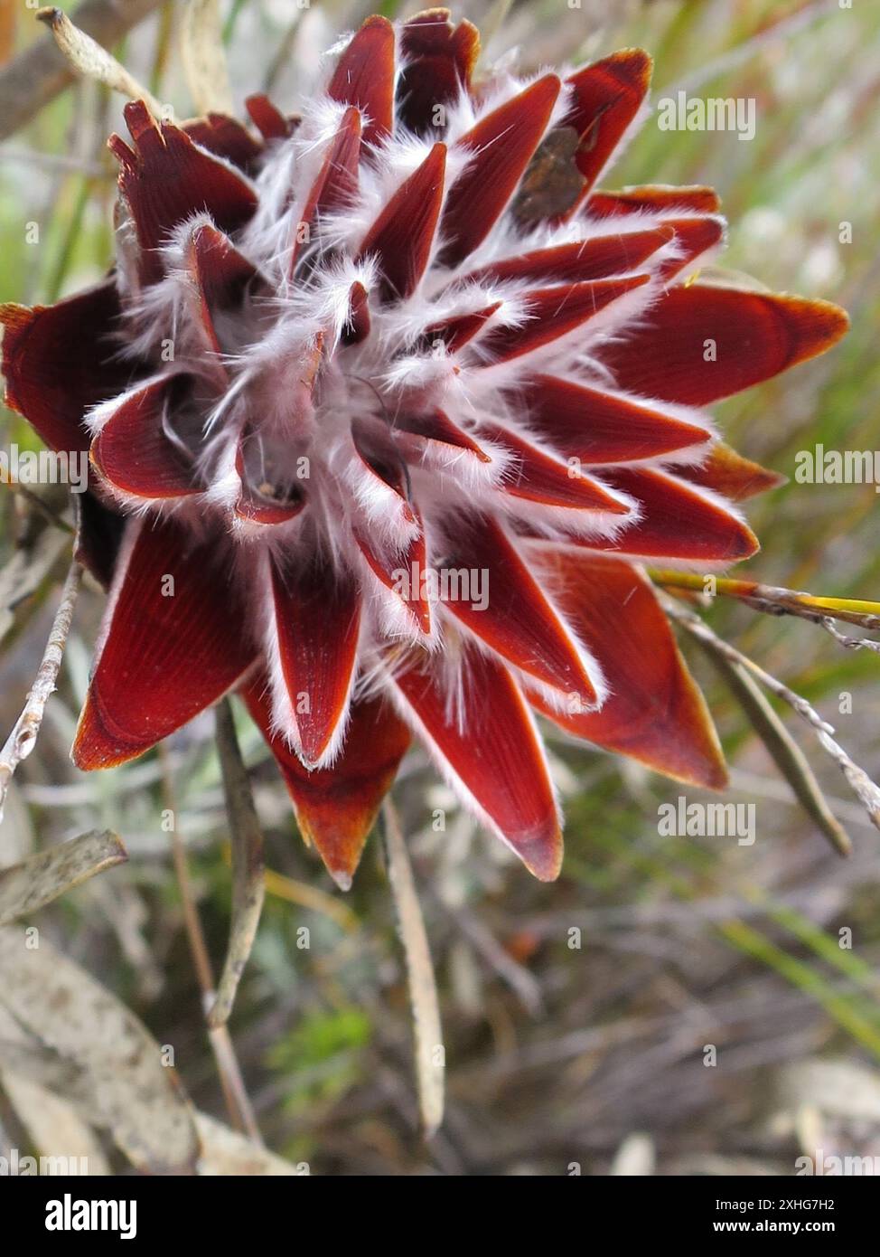 Spinning-top Conebush (Leucadendron rubrum Stock Photo - Alamy