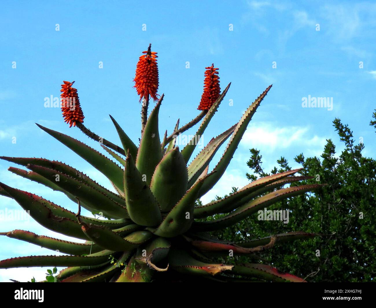 Cape Aloe (Aloe ferox Stock Photo - Alamy
