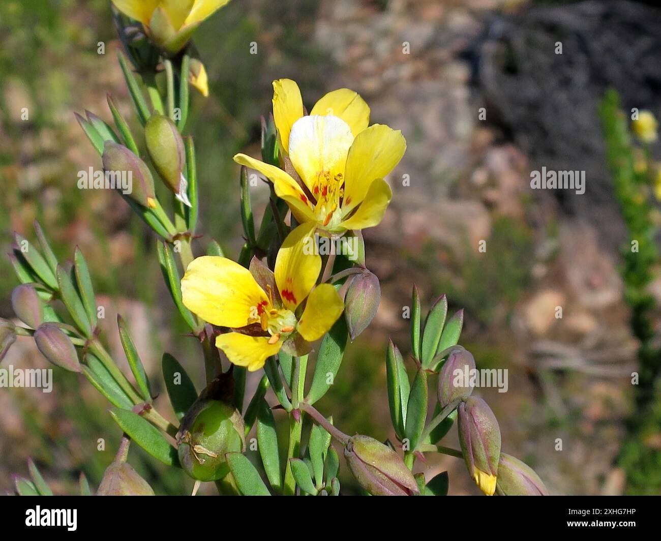 Smooth Twinleaf (Roepera fulva Stock Photo - Alamy