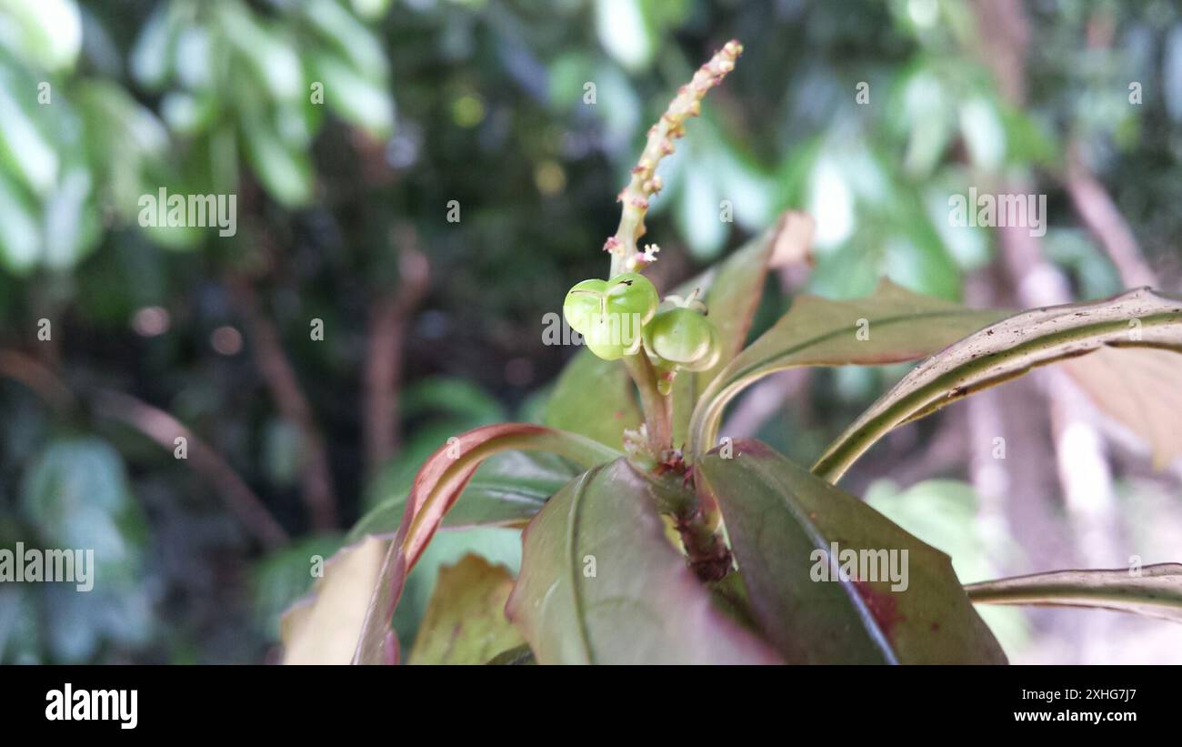 Excoecaria hi-res stock photography and images - Alamy