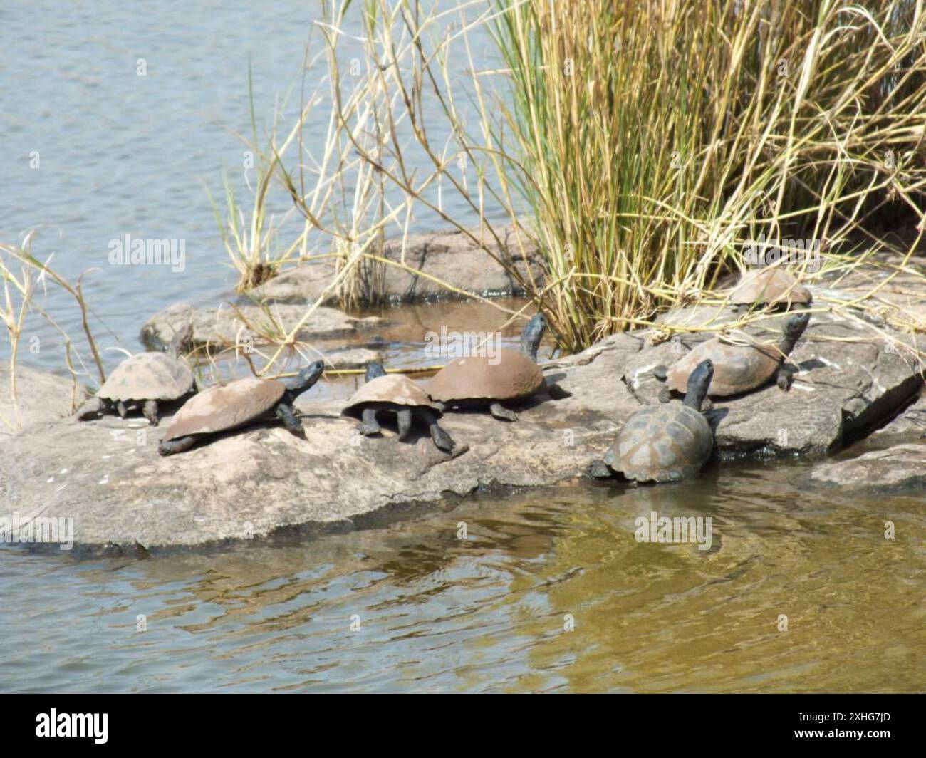 Serrated Hinged Terrapin (Pelusios sinuatus Stock Photo - Alamy