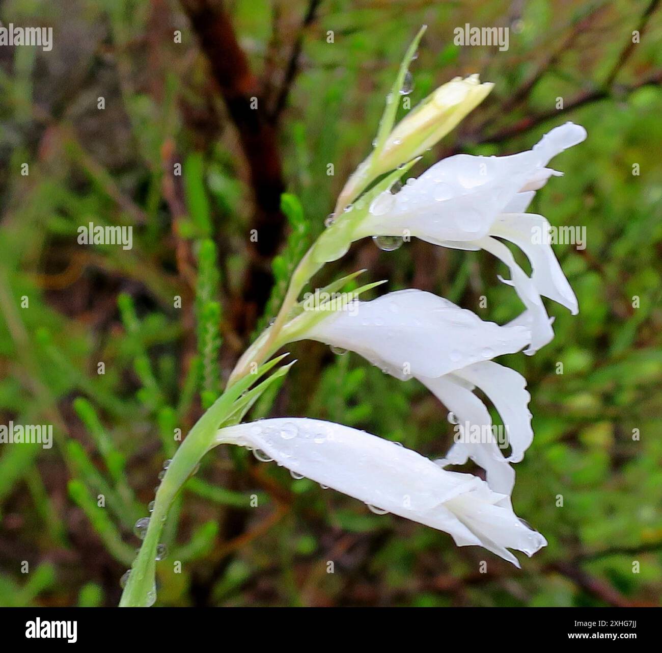 White Afrikaner (Gladiolus vaginatus Stock Photo - Alamy