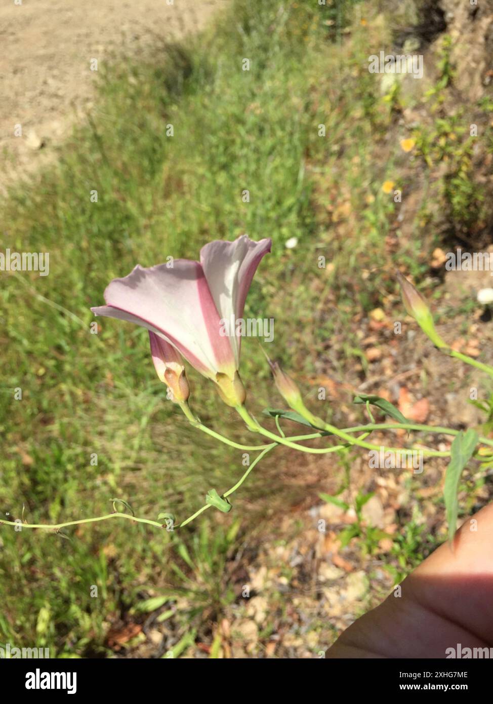 Pacific False Bindweed (Calystegia purpurata Stock Photo - Alamy