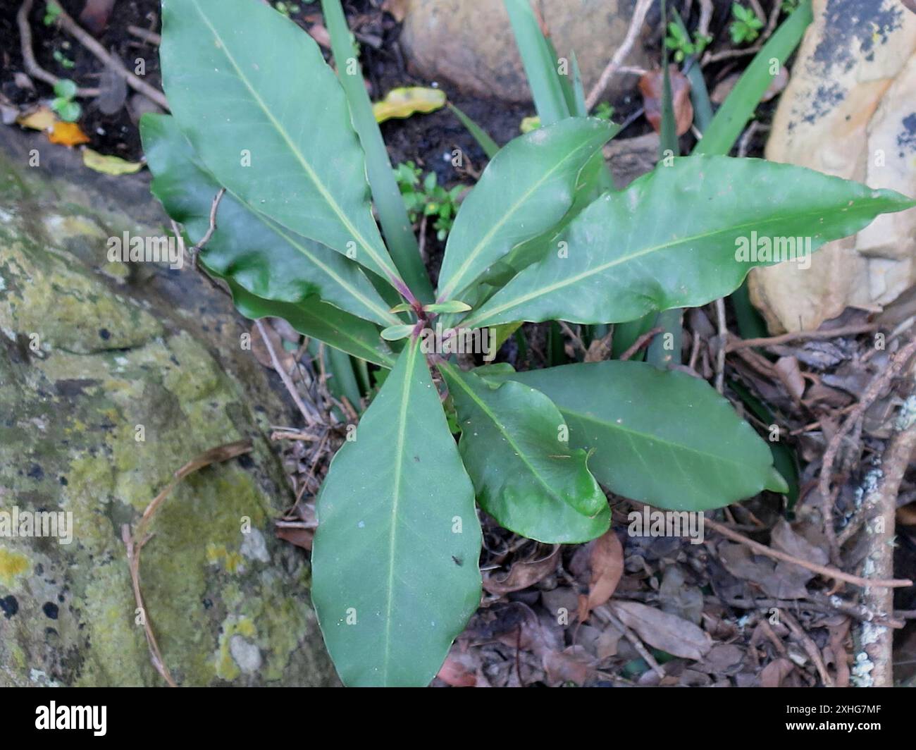 Cape beech (Rapanea melanophloeos Stock Photo - Alamy