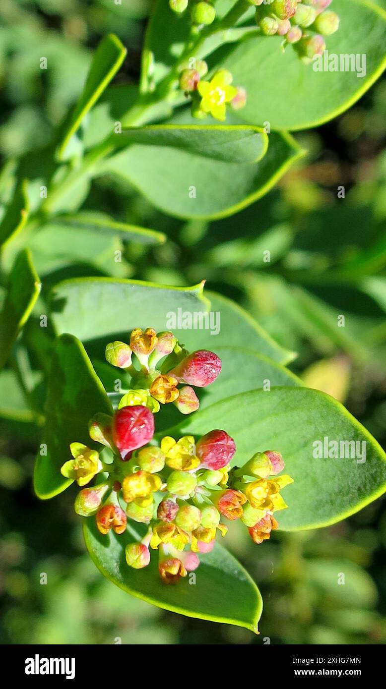 Cape Sumach (Colpoon compressum Stock Photo - Alamy