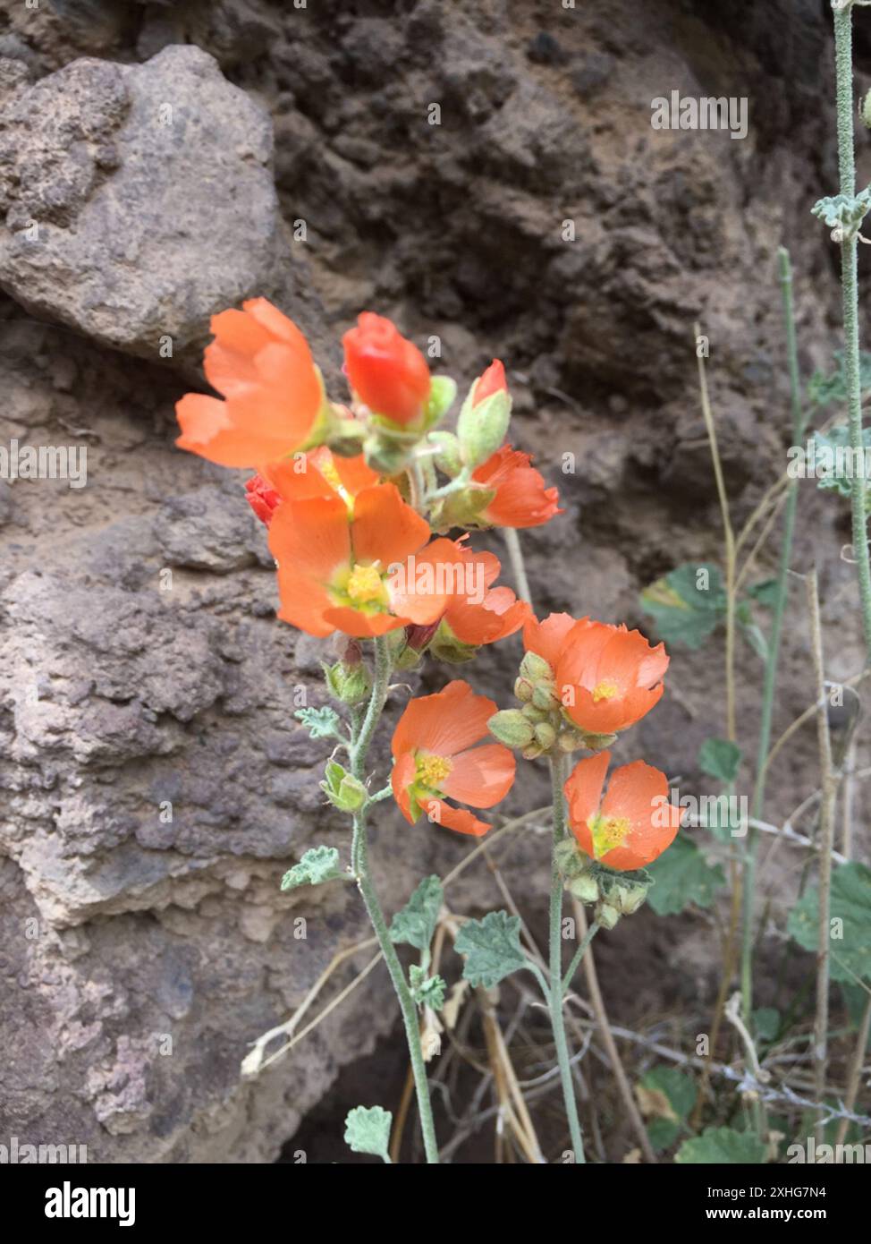 Small-leaf Globemallow (Sphaeralcea parvifolia Stock Photo - Alamy