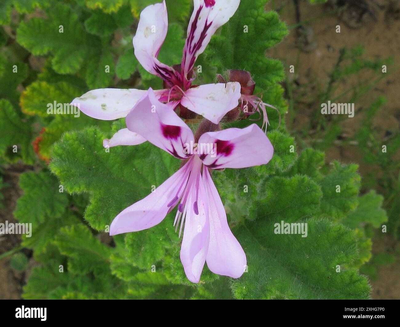 Oak geranium hi-res stock photography and images - Alamy