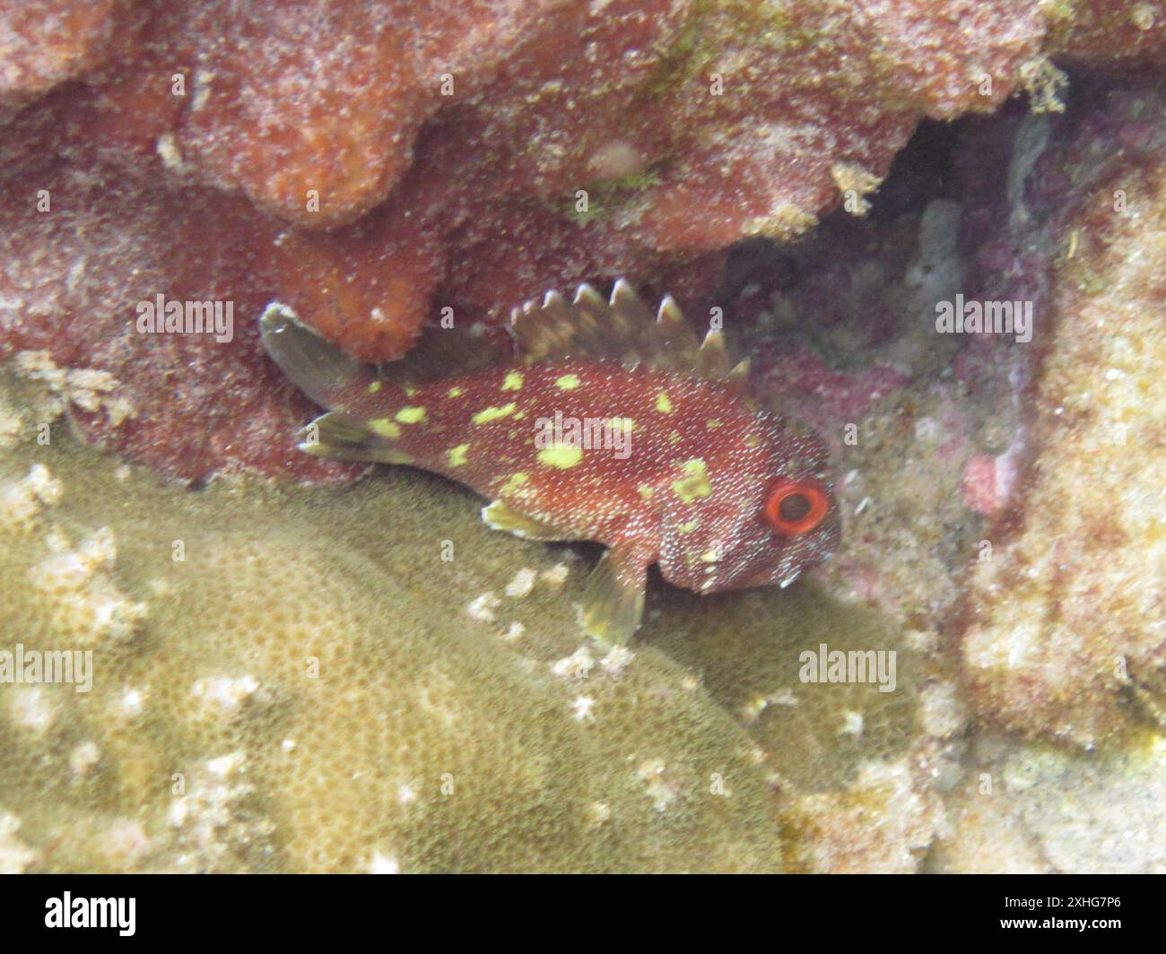 Yellowspotted Scorpionfish (Sebastapistes cyanostigma Stock Photo - Alamy