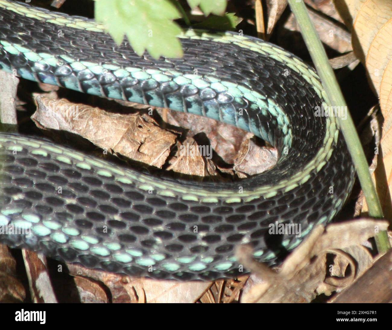 Puget sound garter snake hi-res stock photography and images - Alamy