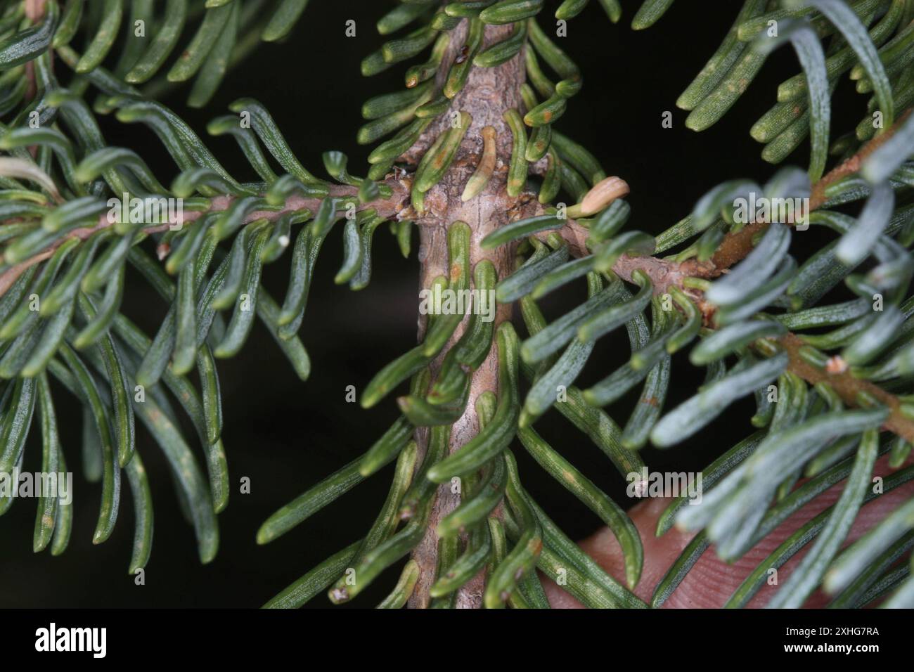 red fir (Abies magnifica Stock Photo - Alamy