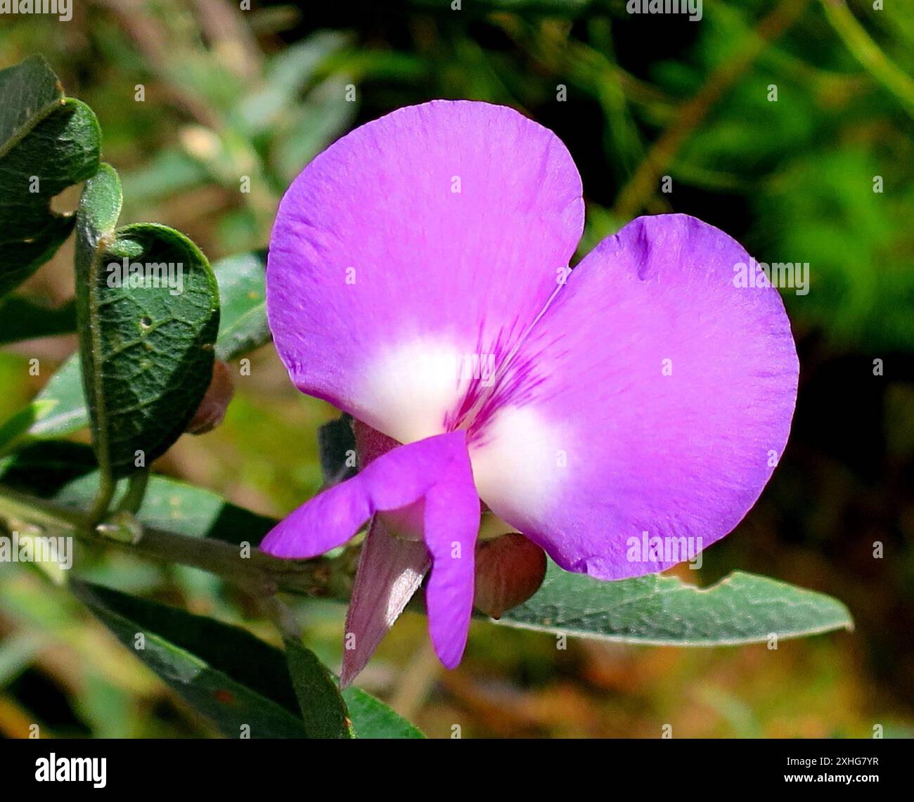 Water blossom pea (Podalyria calyptrata Stock Photo - Alamy