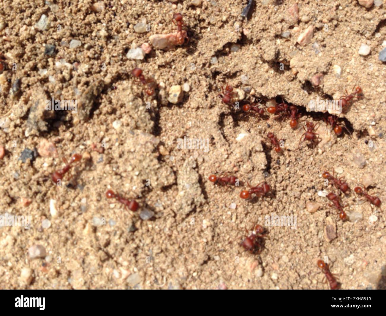 Western Harvester Ant (Pogonomyrmex occidentalis Stock Photo - Alamy