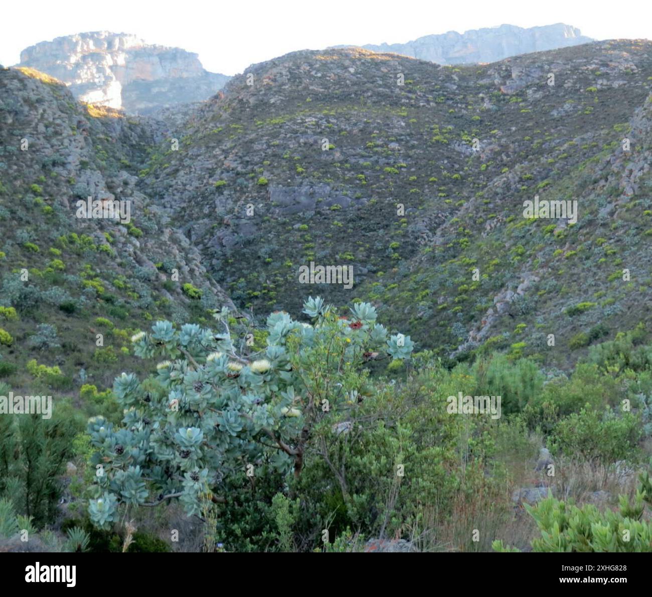 Wagon Tree (Protea nitida Stock Photo - Alamy