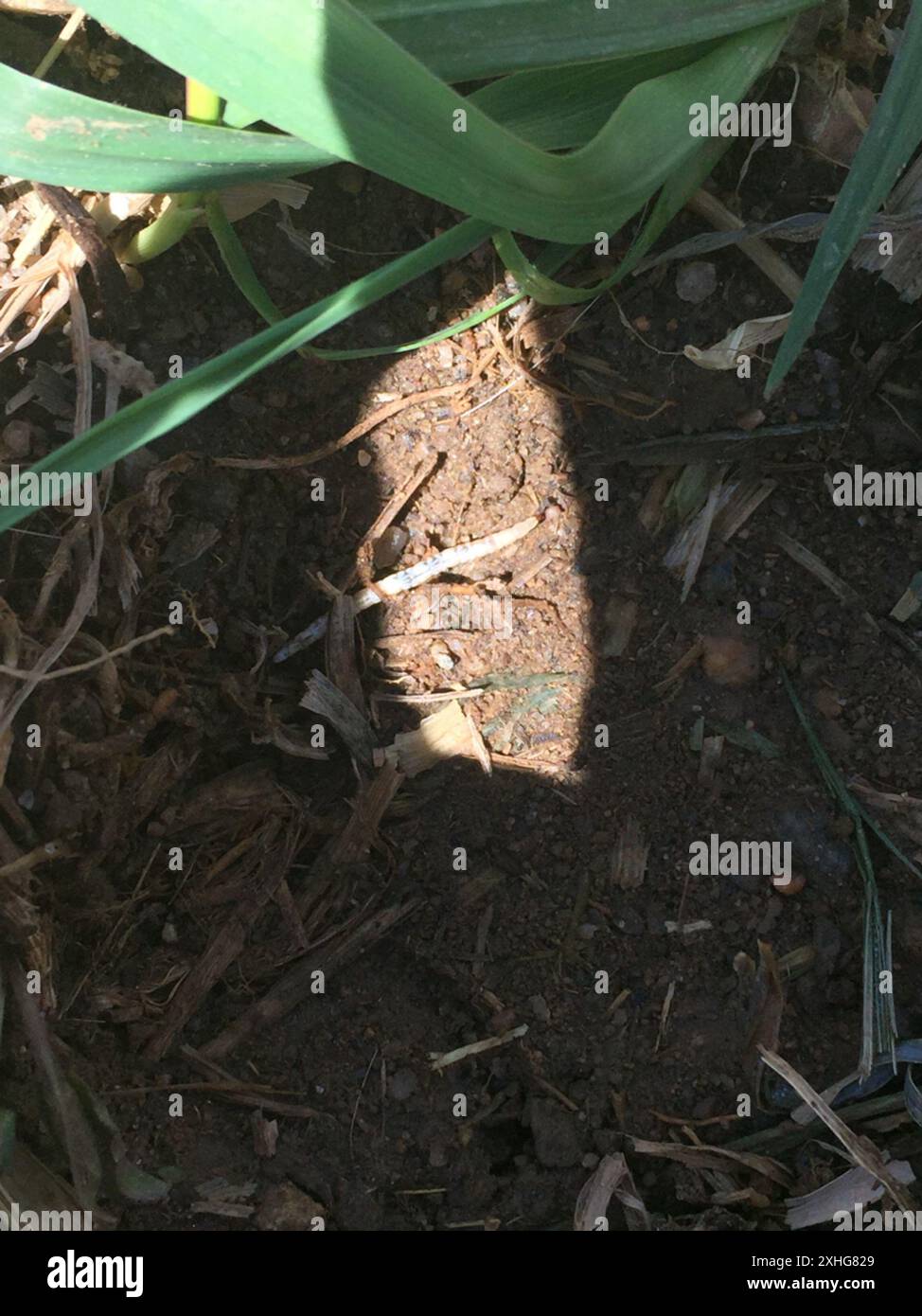 Stiletto Flies (Therevidae Stock Photo - Alamy