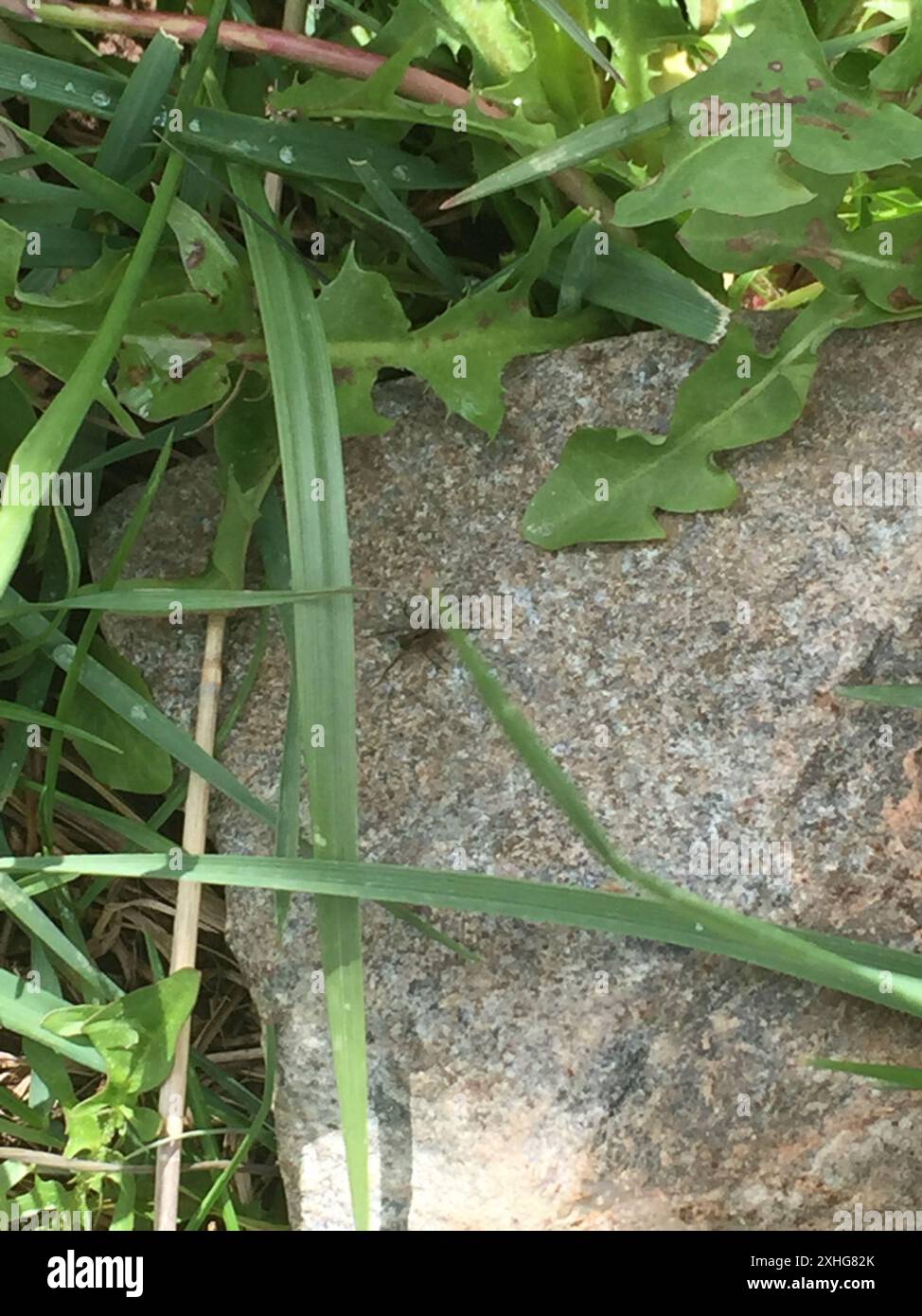 Thin-legged Wolf Spiders (Pardosa Stock Photo - Alamy