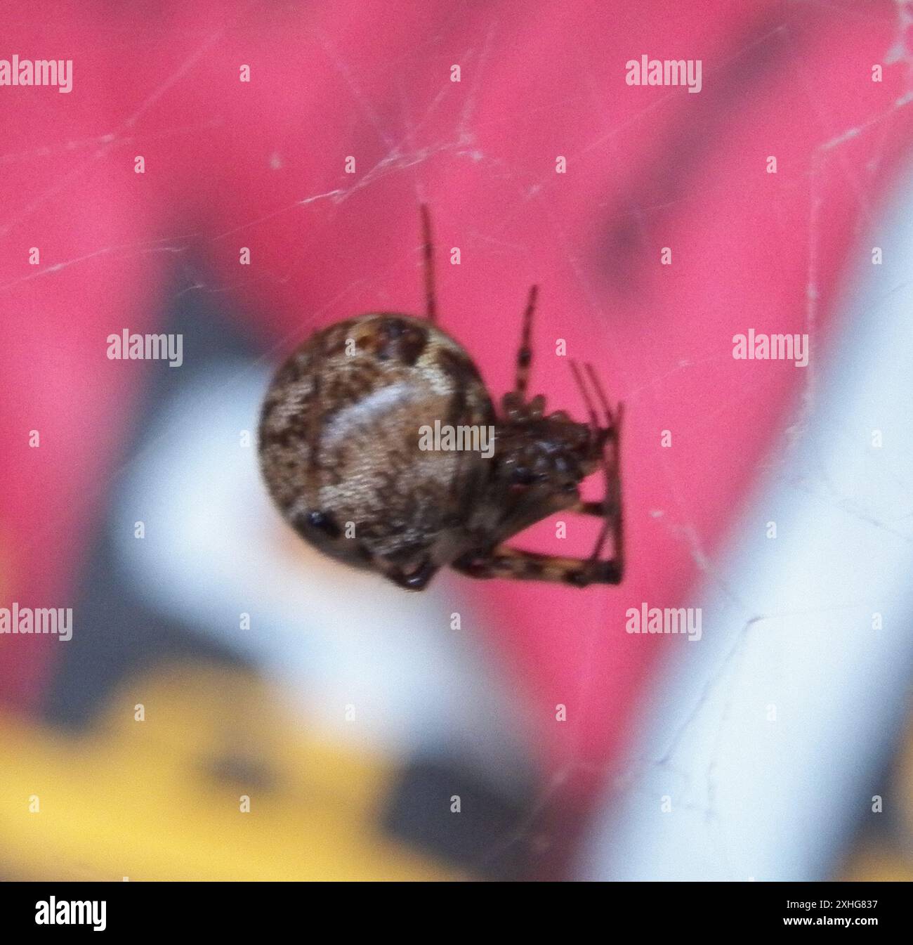 Common House Spider (Parasteatoda tepidariorum Stock Photo - Alamy