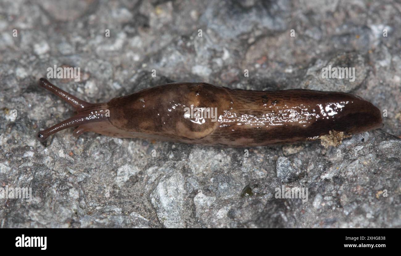 Milky Slug (Deroceras reticulatum Stock Photo - Alamy