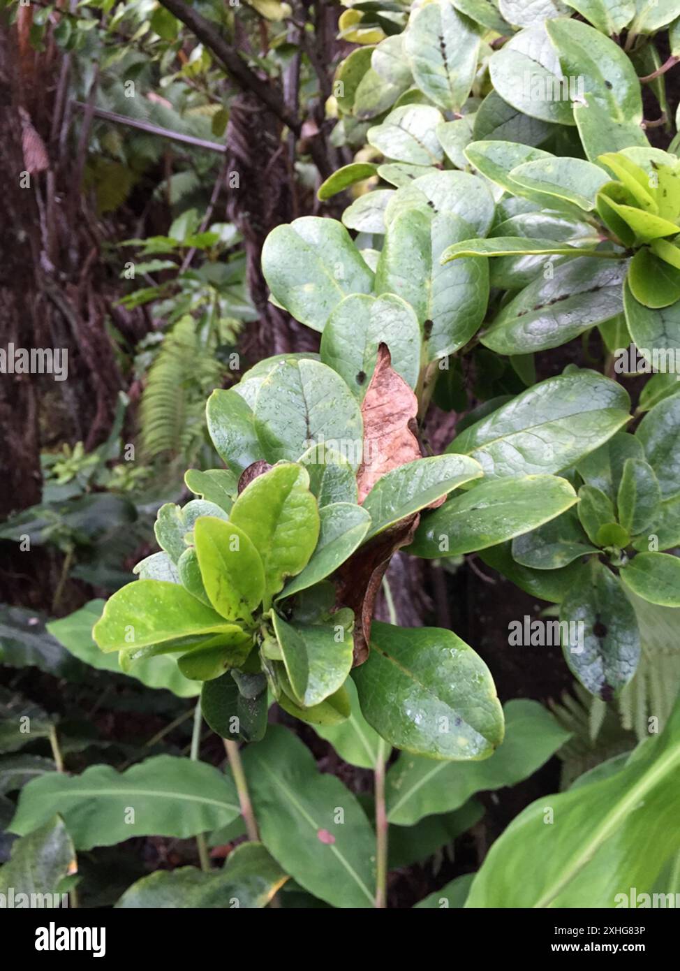 Ilex anomala hi-res stock photography and images - Alamy