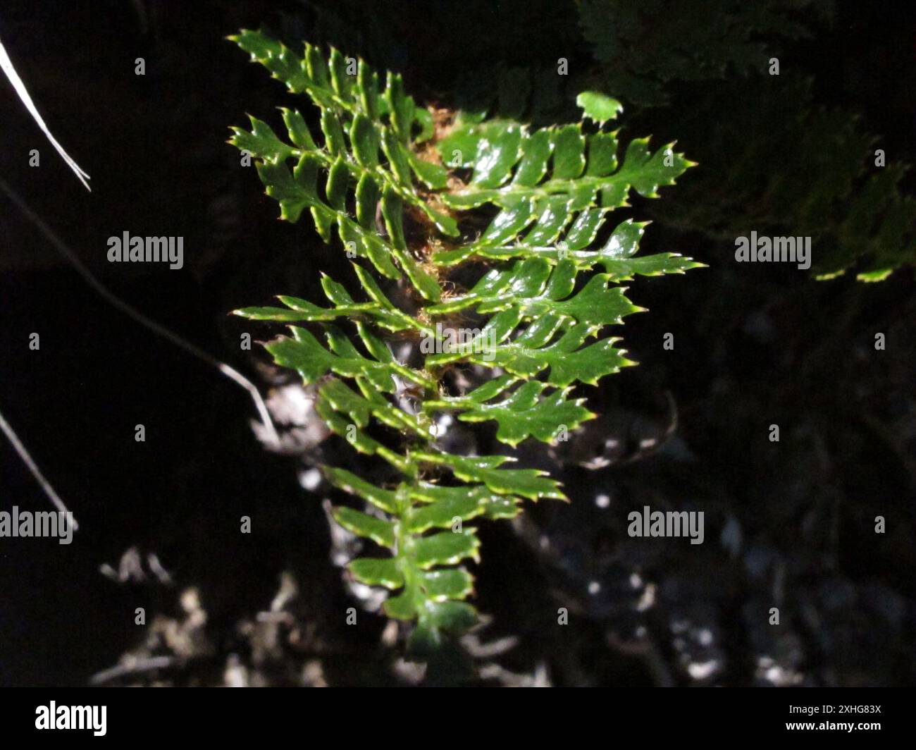 Prickly shield fern hi-res stock photography and images - Alamy