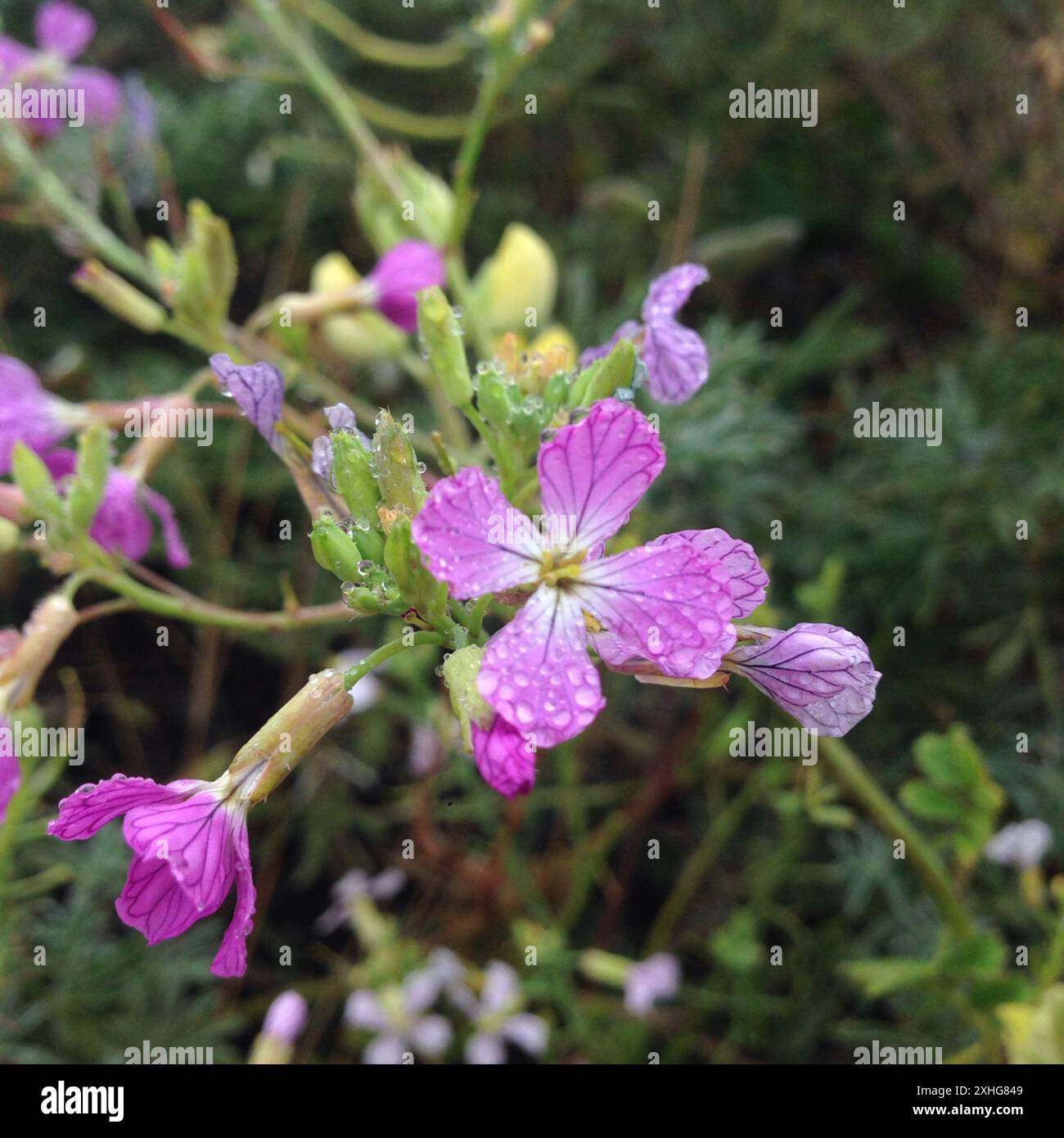 wild and domestic radish (Raphanus raphanistrum sativus Stock Photo - Alamy
