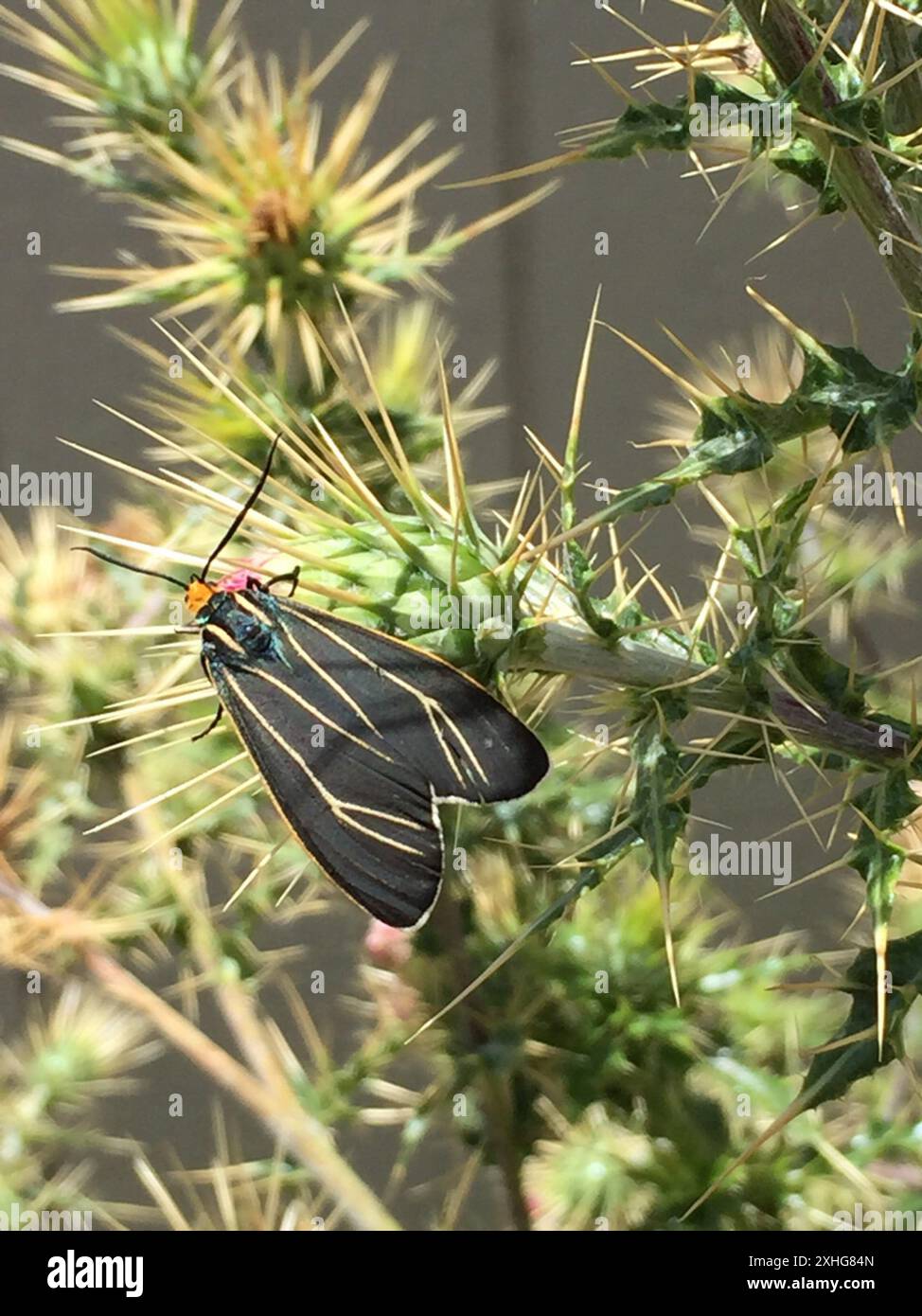 Veined ctenucha moth hi-res stock photography and images - Alamy