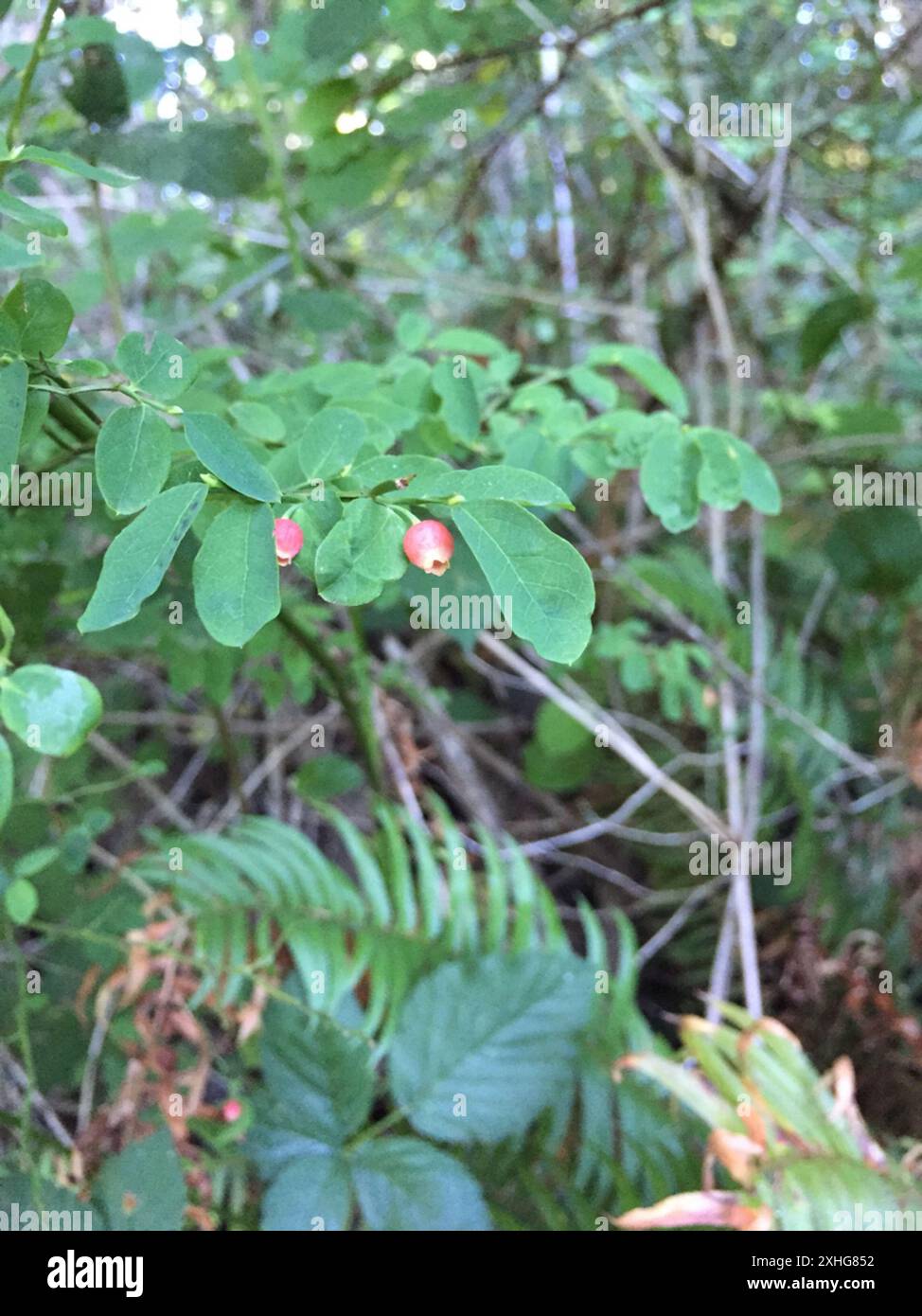 Red Huckleberry (Vaccinium parvifolium Stock Photo - Alamy
