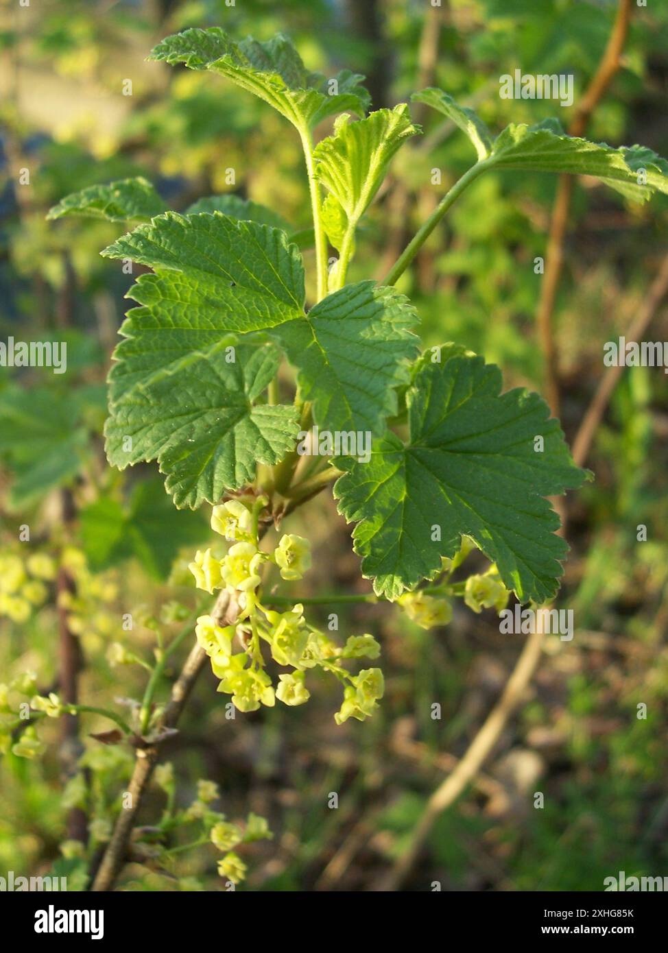 Red Currant (Ribes rubrum Stock Photo - Alamy