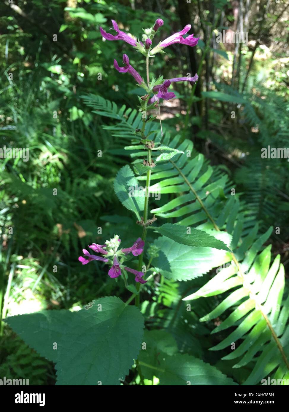 Coastal Hedge-nettle (Stachys chamissonis Stock Photo - Alamy