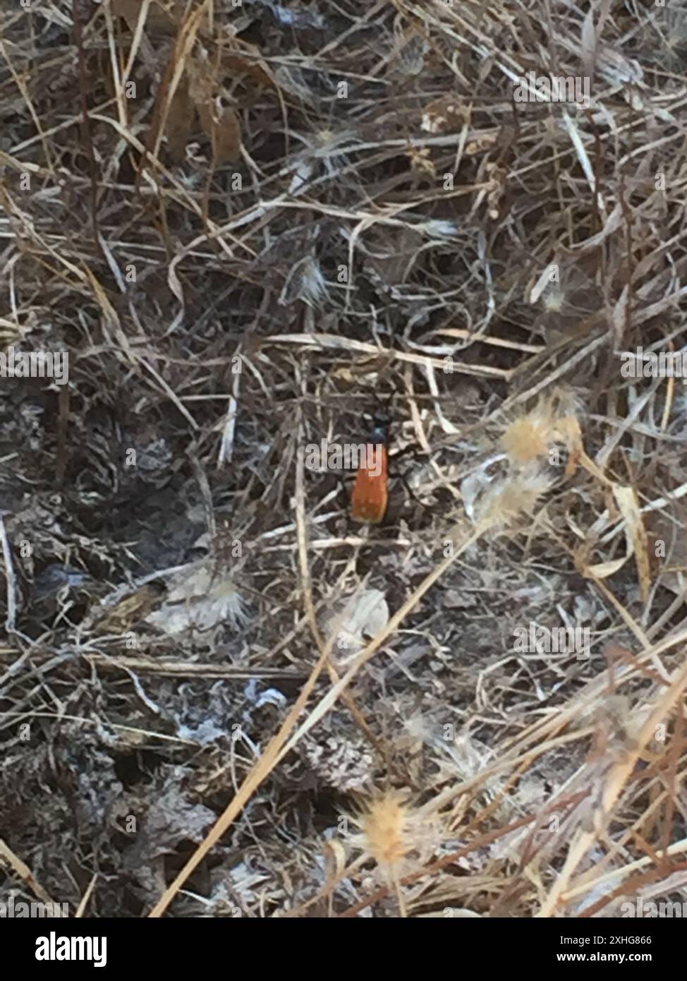 New world tarantula hawk hi-res stock photography and images - Alamy