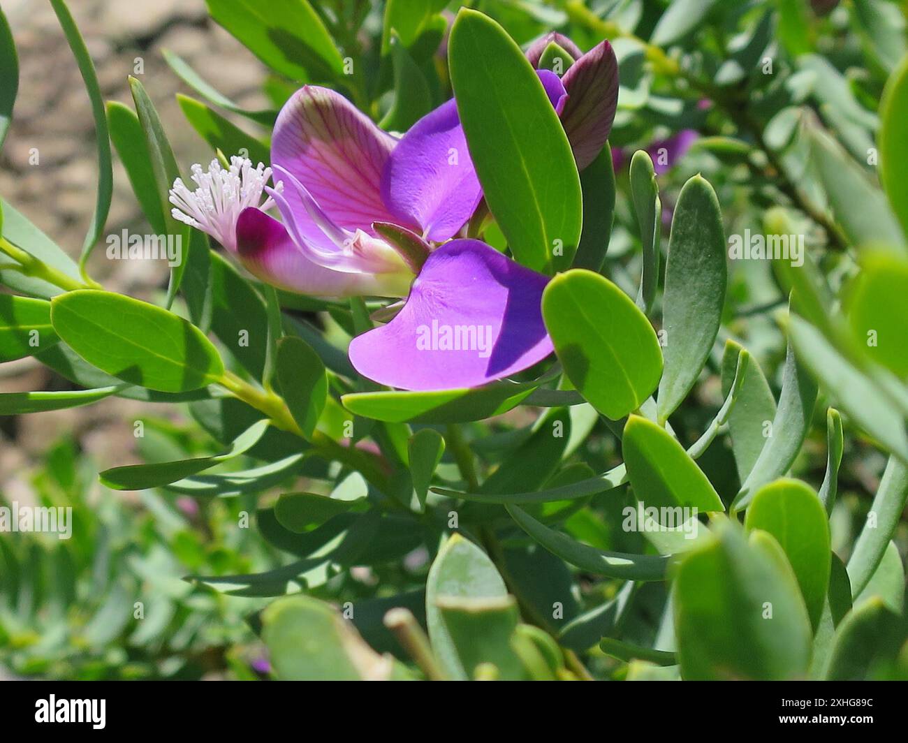 Septemberbush (Polygala myrtifolia myrtifolia Stock Photo - Alamy