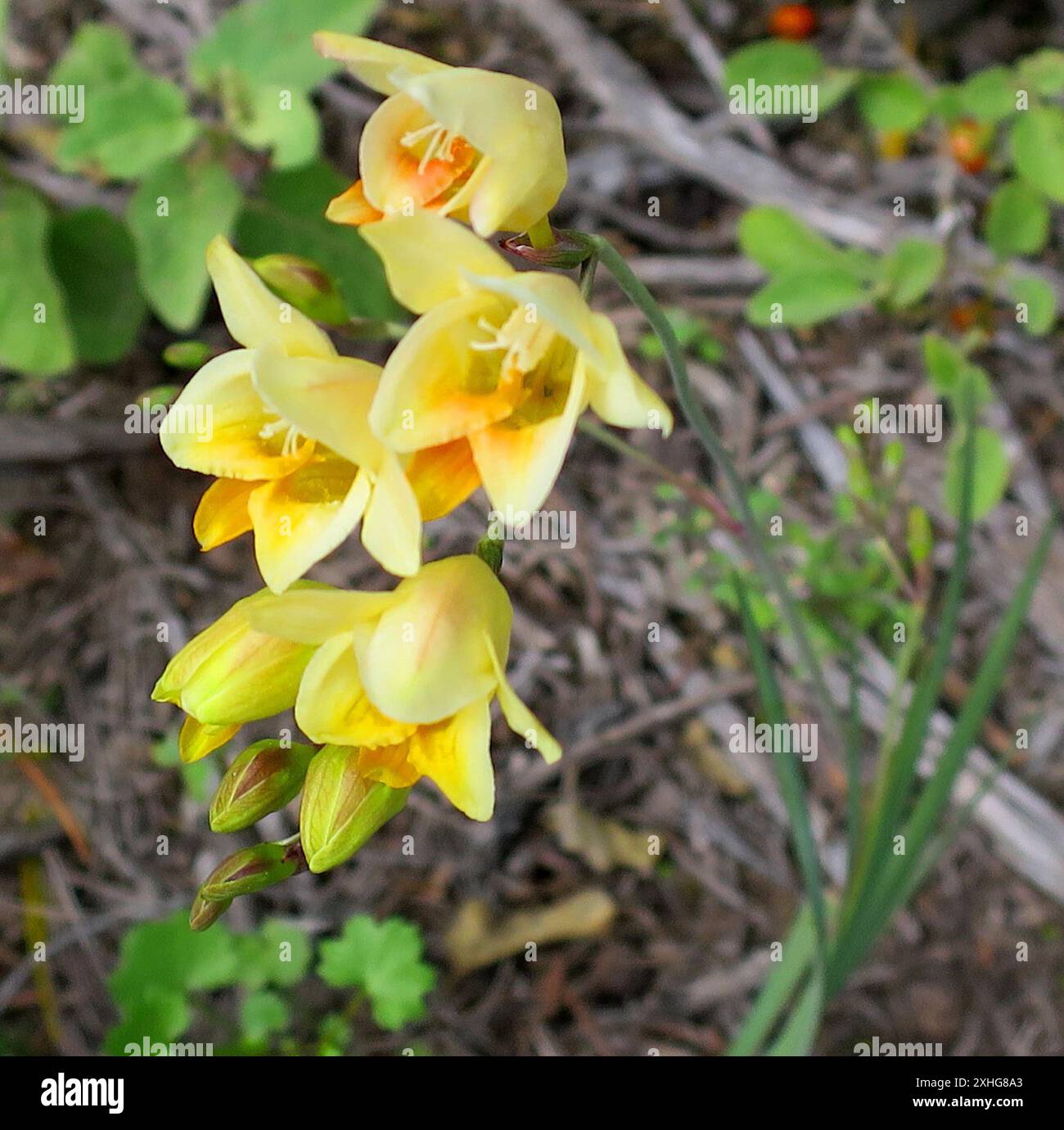 Common Kammetjie (Freesia corymbosa Stock Photo - Alamy