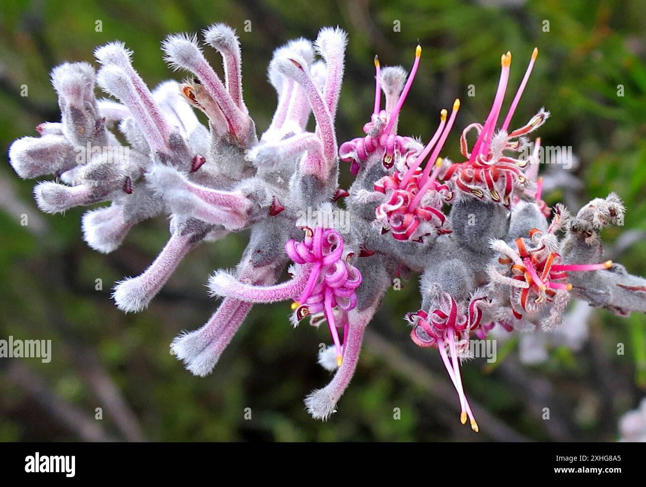 Longhead Sceptre (Paranomus dispersus Stock Photo - Alamy