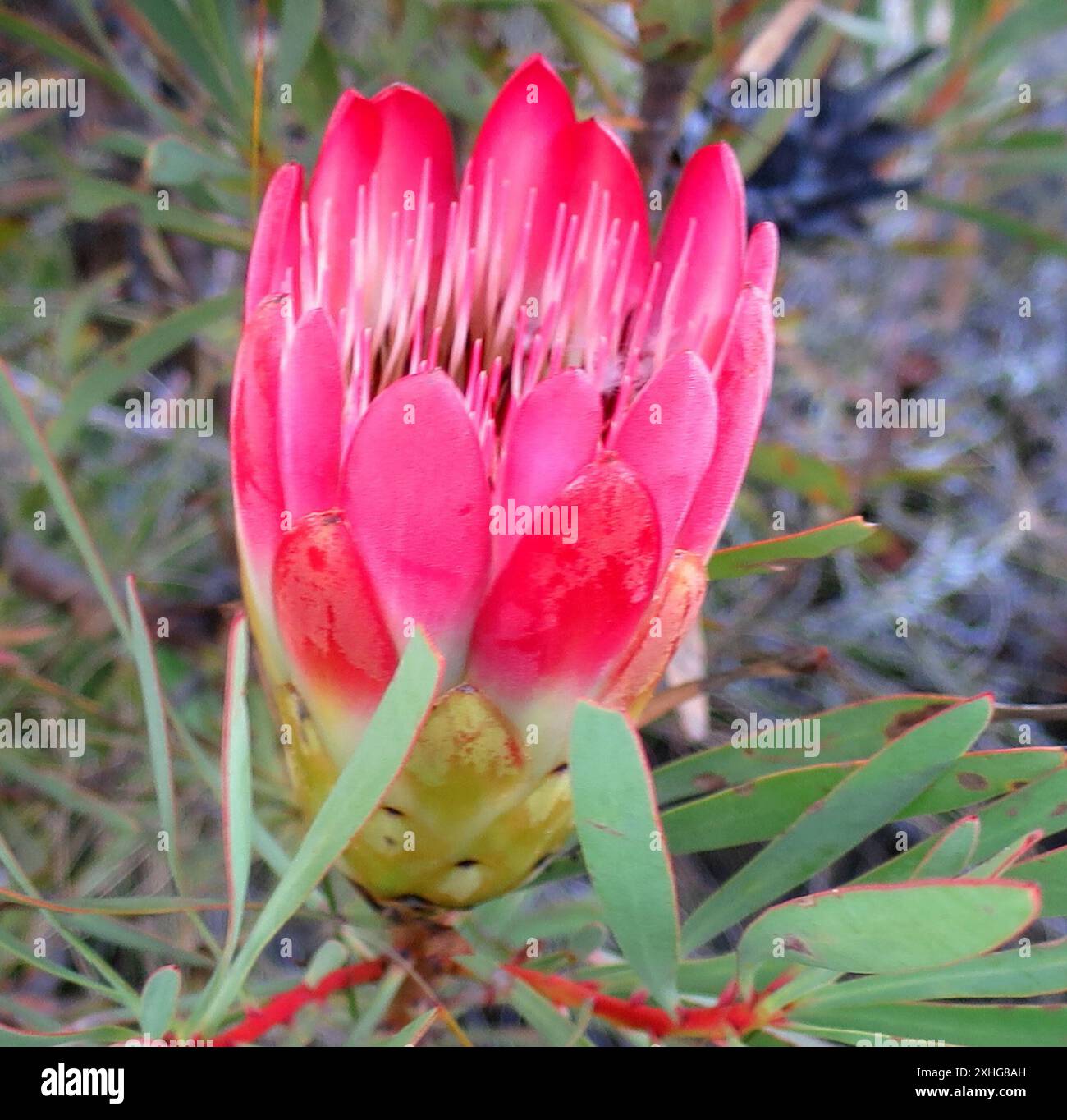 Common Sugarbush (Protea repens Stock Photo - Alamy