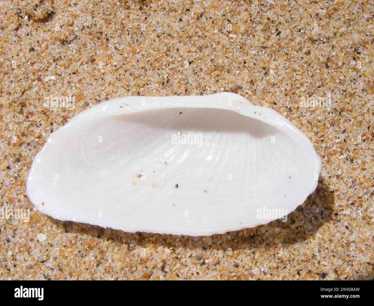 Barbatia hi-res stock photography and images - Alamy