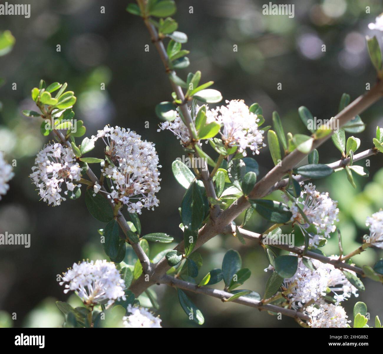 Buckbrush (Ceanothus cuneatus Stock Photo - Alamy