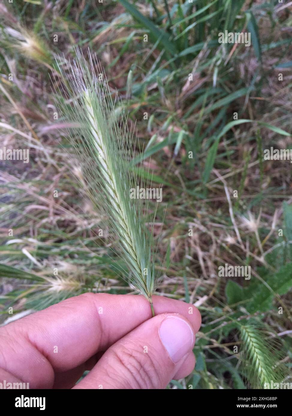 wall barley (Hordeum murinum Stock Photo - Alamy