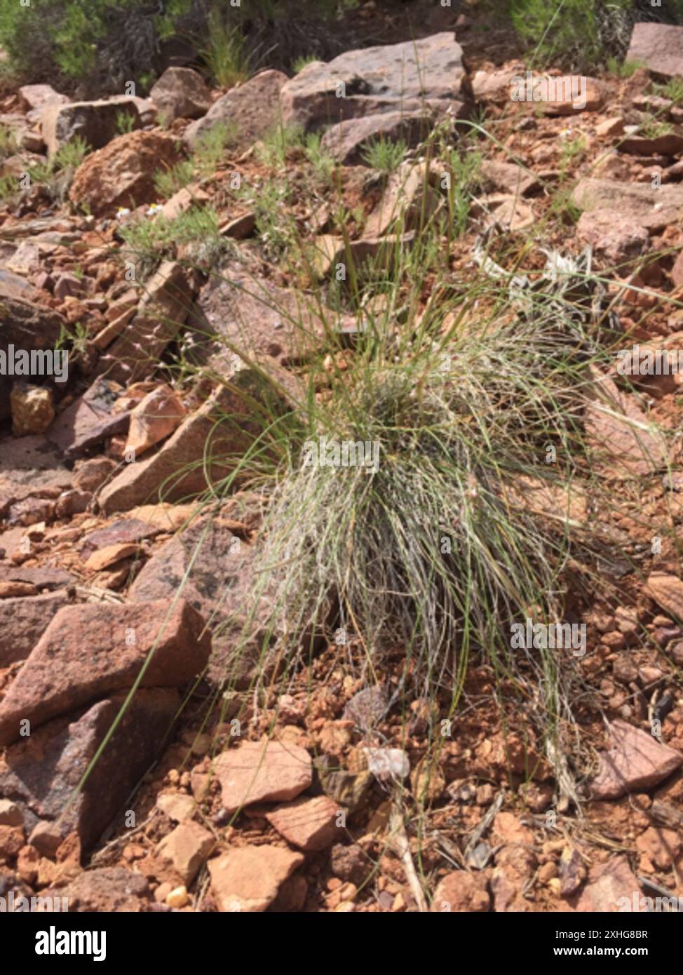 Sand Ricegrass (Eriocoma hymenoides Stock Photo - Alamy