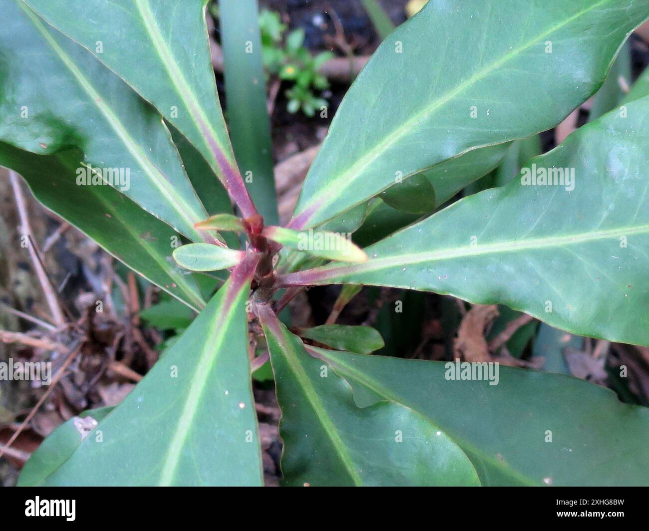 Cape beech (Rapanea melanophloeos Stock Photo - Alamy