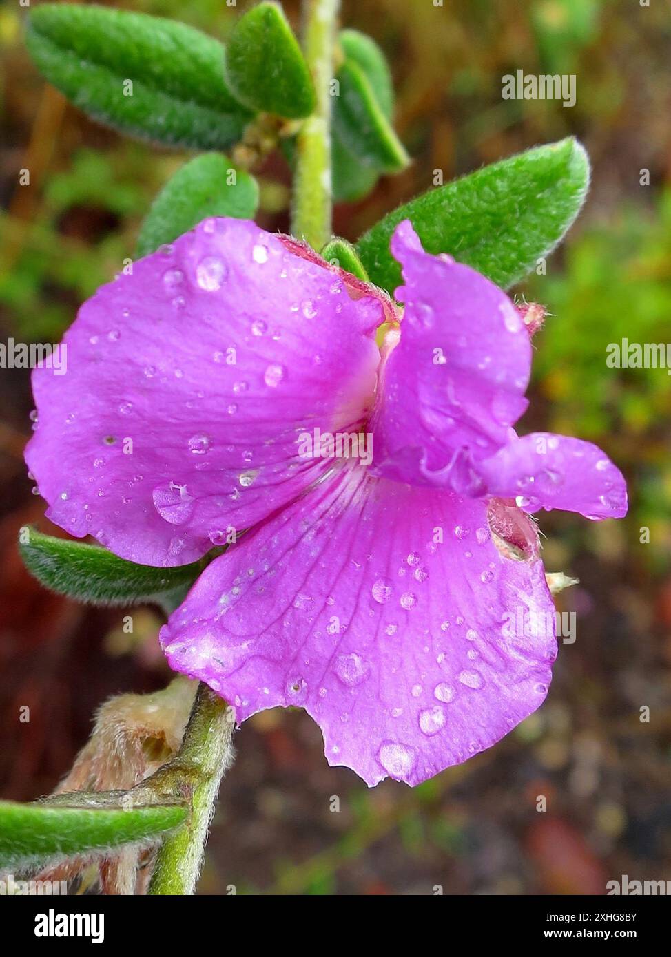 Hairy Capesweetpea (Podalyria burchellii Stock Photo - Alamy