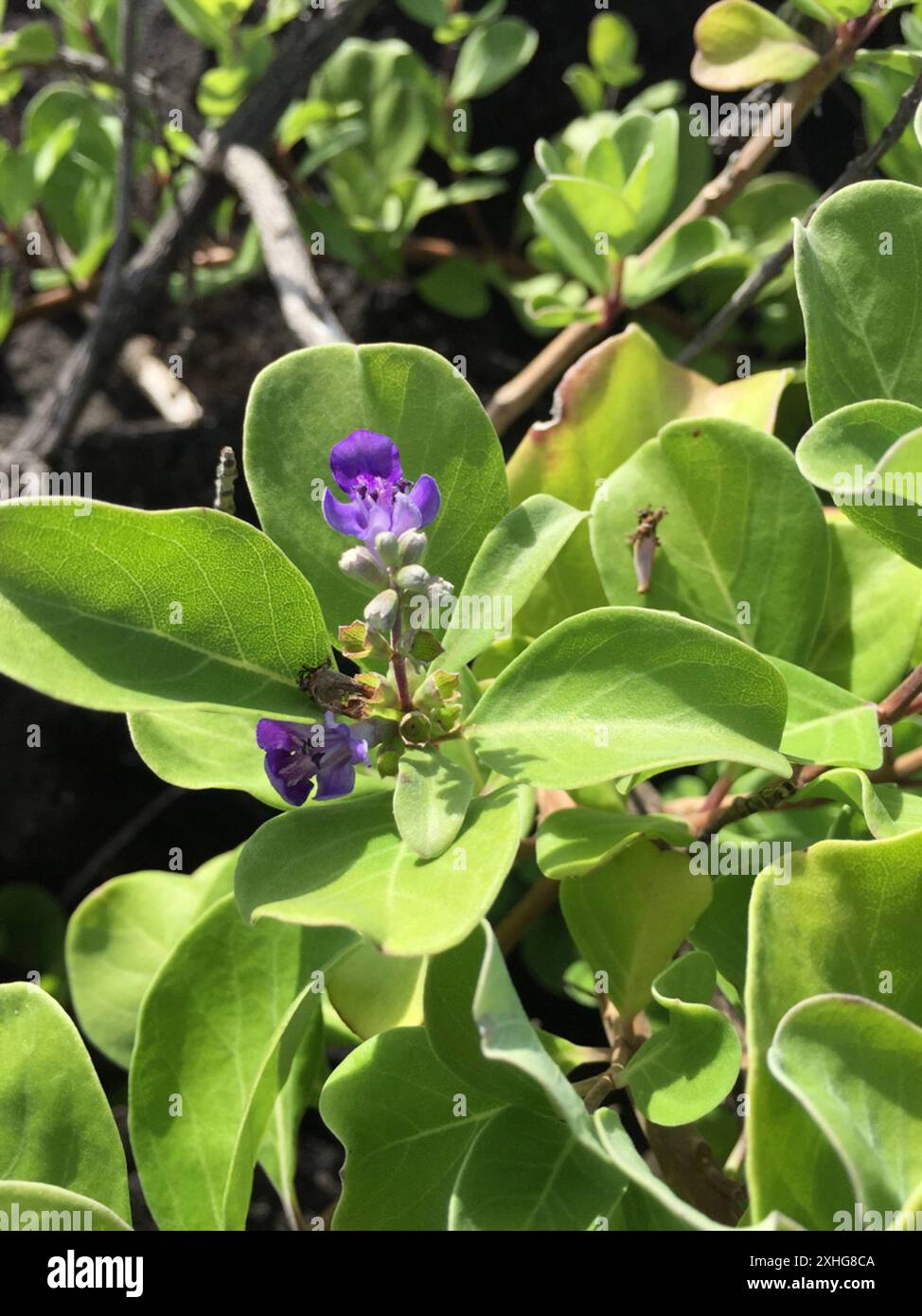Beach Vitex (Vitex rotundifolia Stock Photo - Alamy