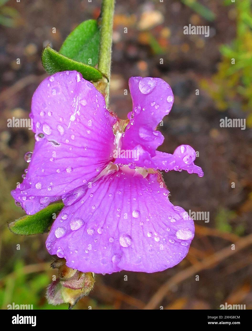 Hairy Capesweetpea (Podalyria burchellii Stock Photo - Alamy