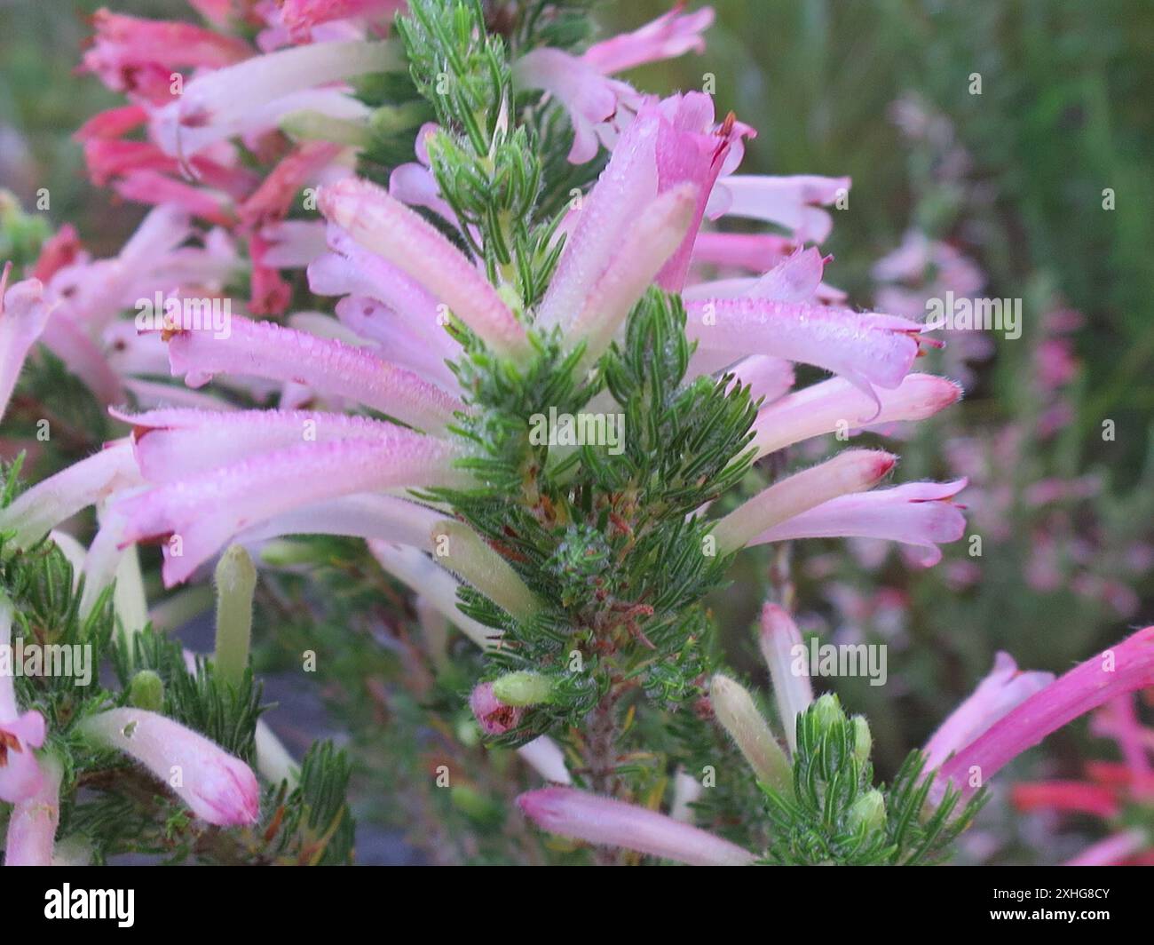 Common Water Heath (Erica curviflora curviflora Stock Photo - Alamy