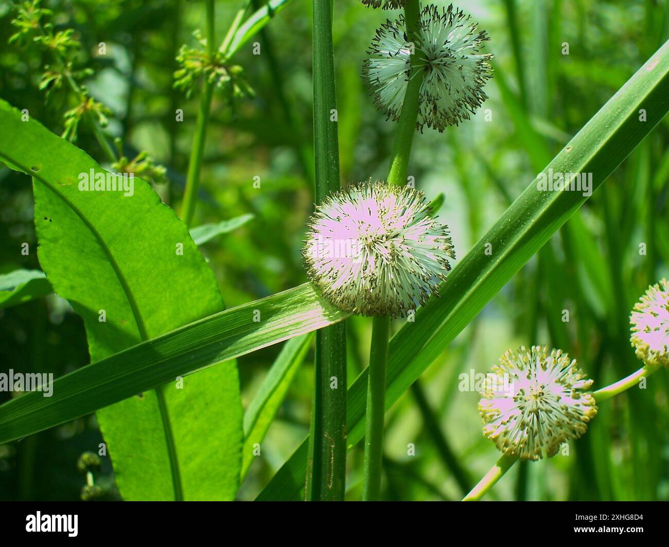 Branching Bur-reed (Sparganium androcladum Stock Photo - Alamy