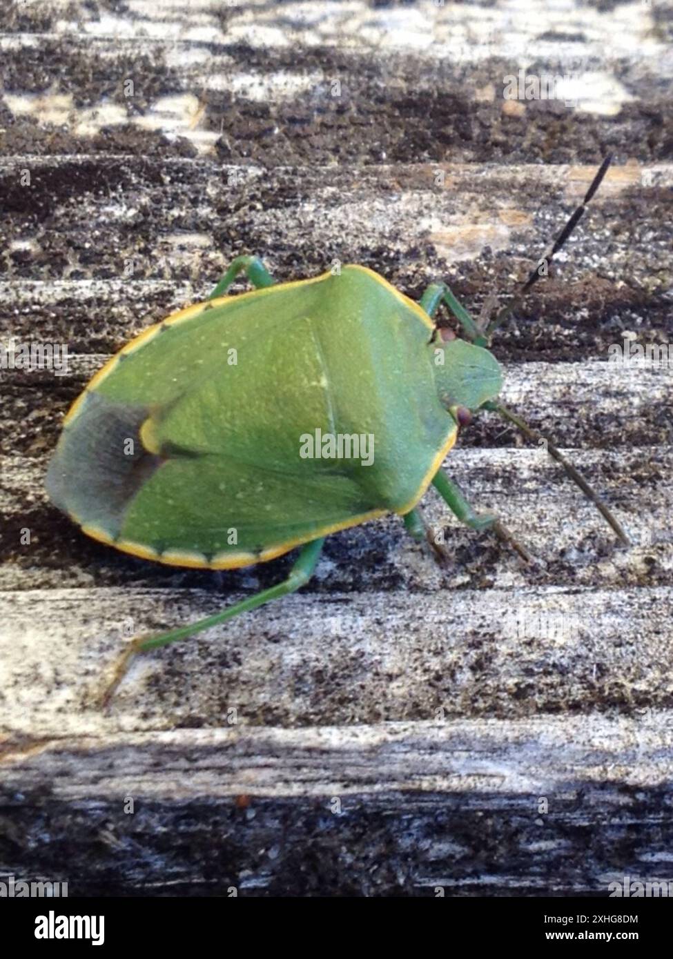 Chlorochroa hi-res stock photography and images - Alamy