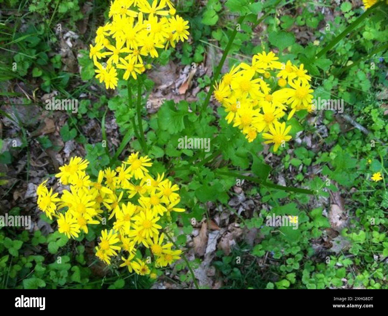 Butterweed (Packera glabella Stock Photo - Alamy